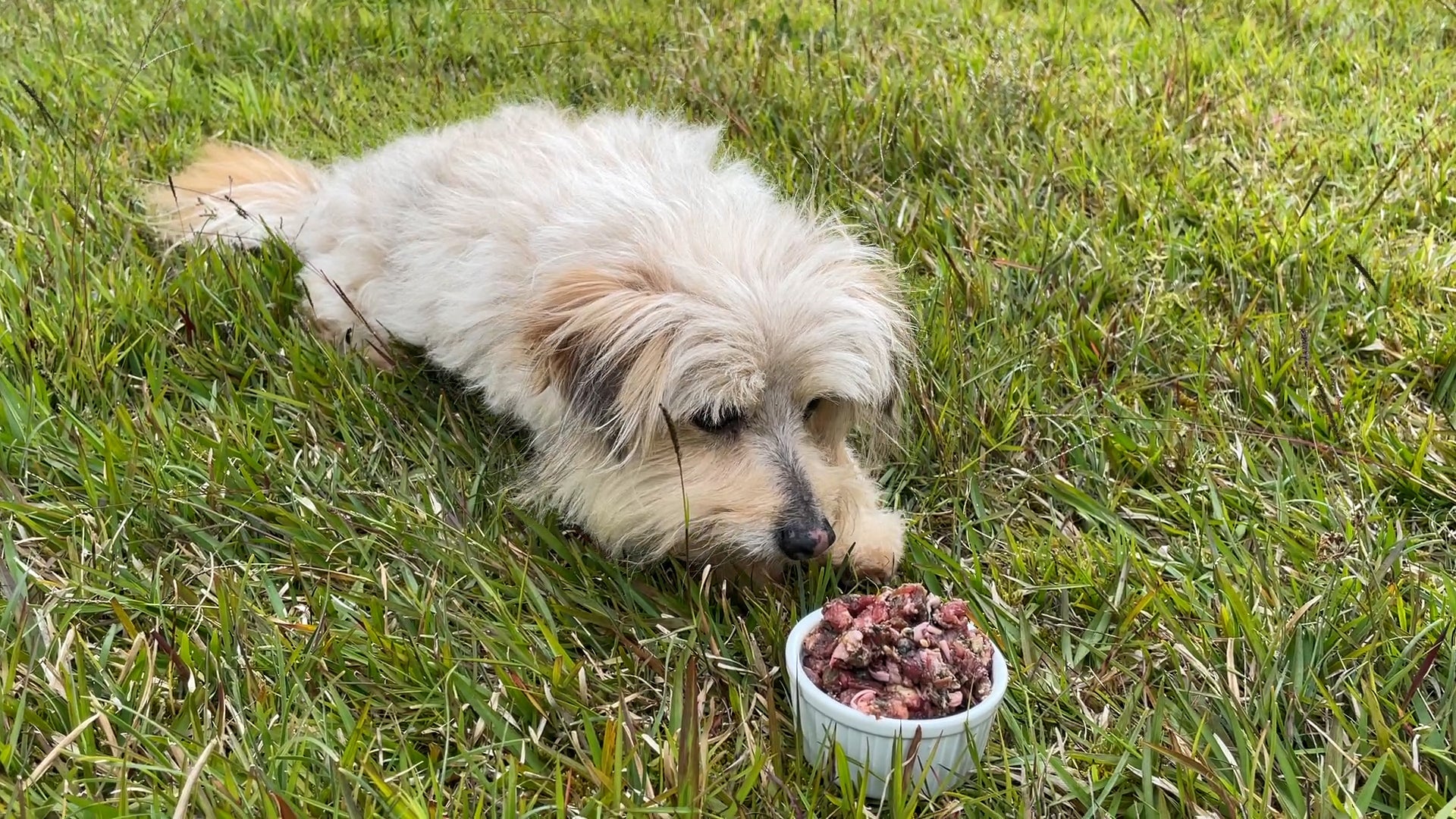 NRC Balanced Dog Food - Beef, Chicken & Pork | Organic Raw Dog Food ...